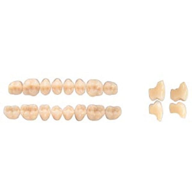 Pala Denture Teeth Mondial 8 Posterior CE - 31 Lower